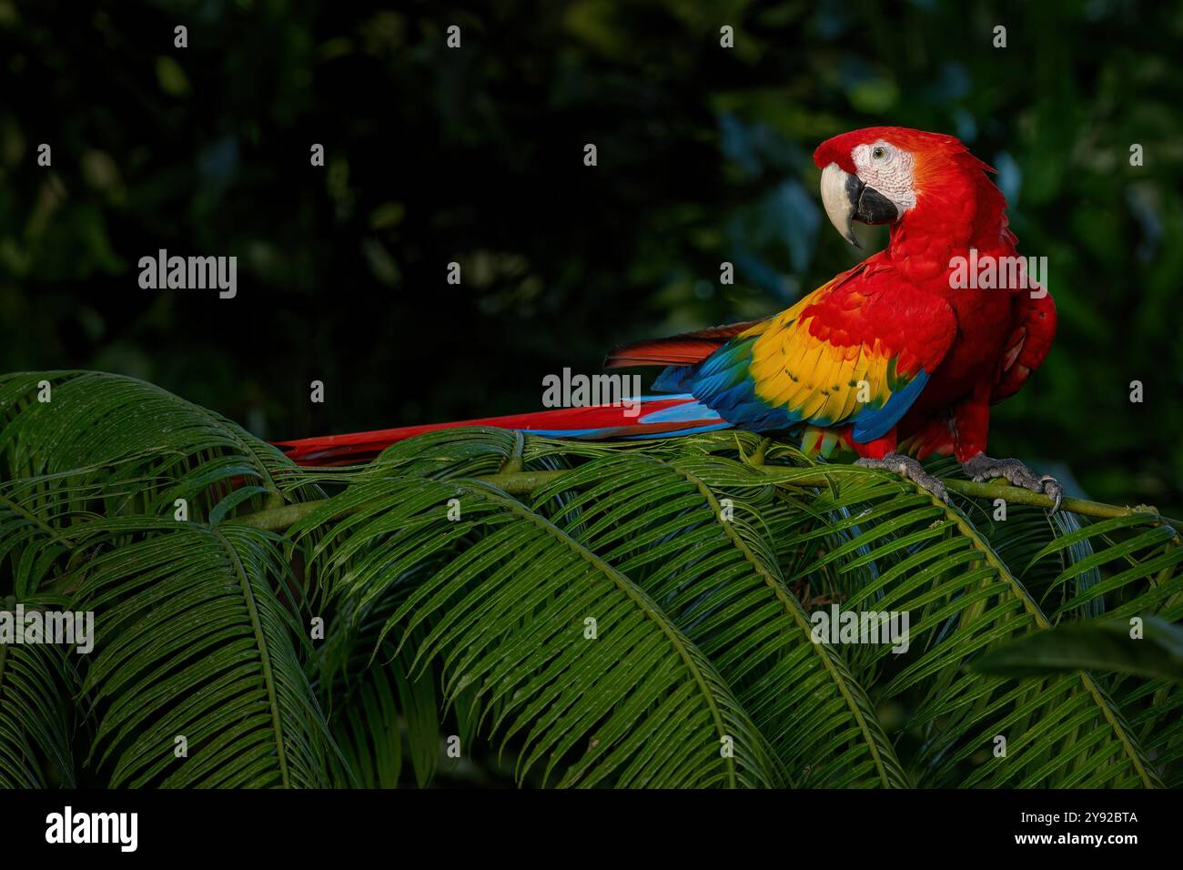 Portrait of Scarlet macaw aka Ara macao or Ara arakanga on the palm ...