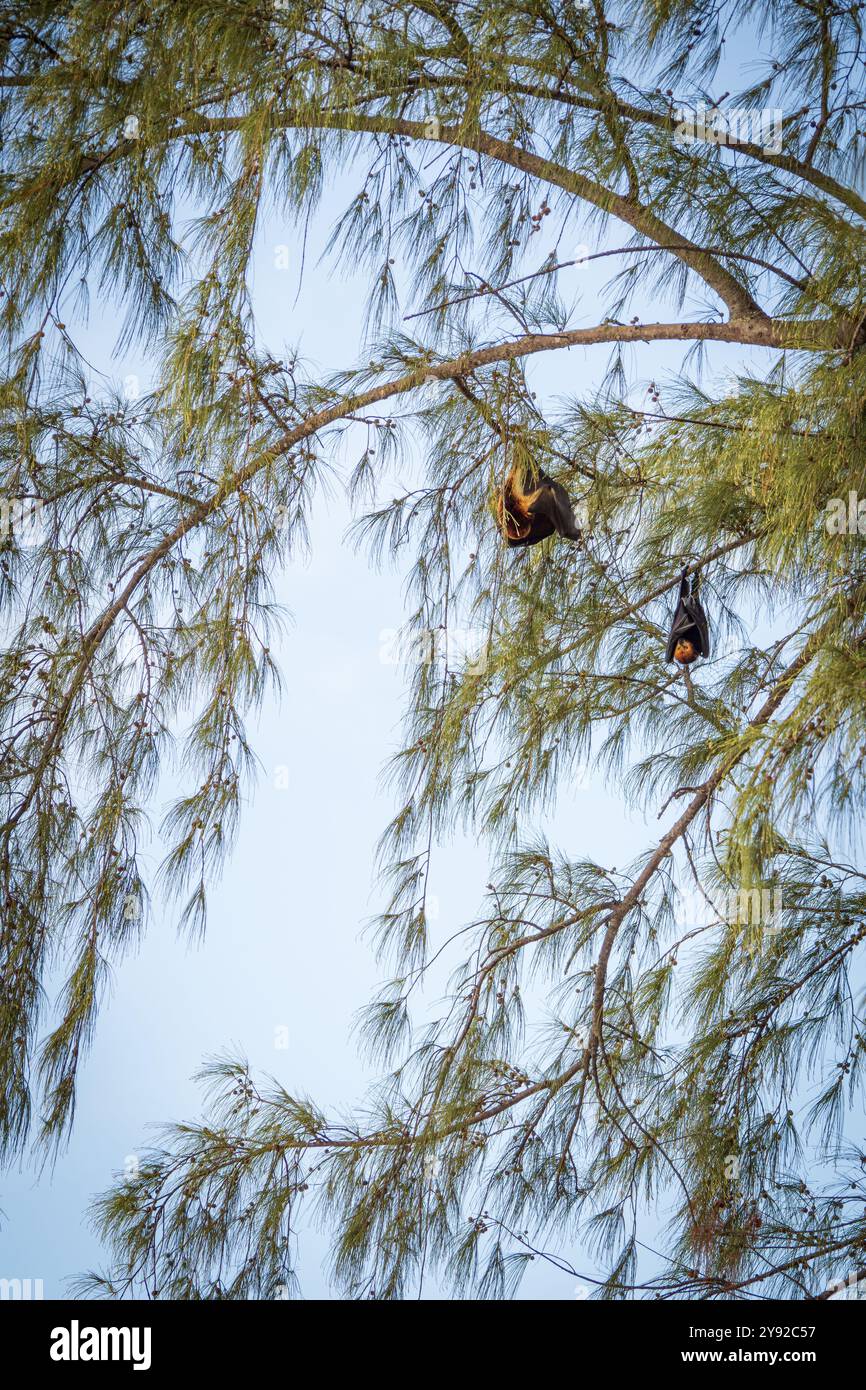 Amazing view of Mauritian Flying Fox hanging head down in a tree at the ...