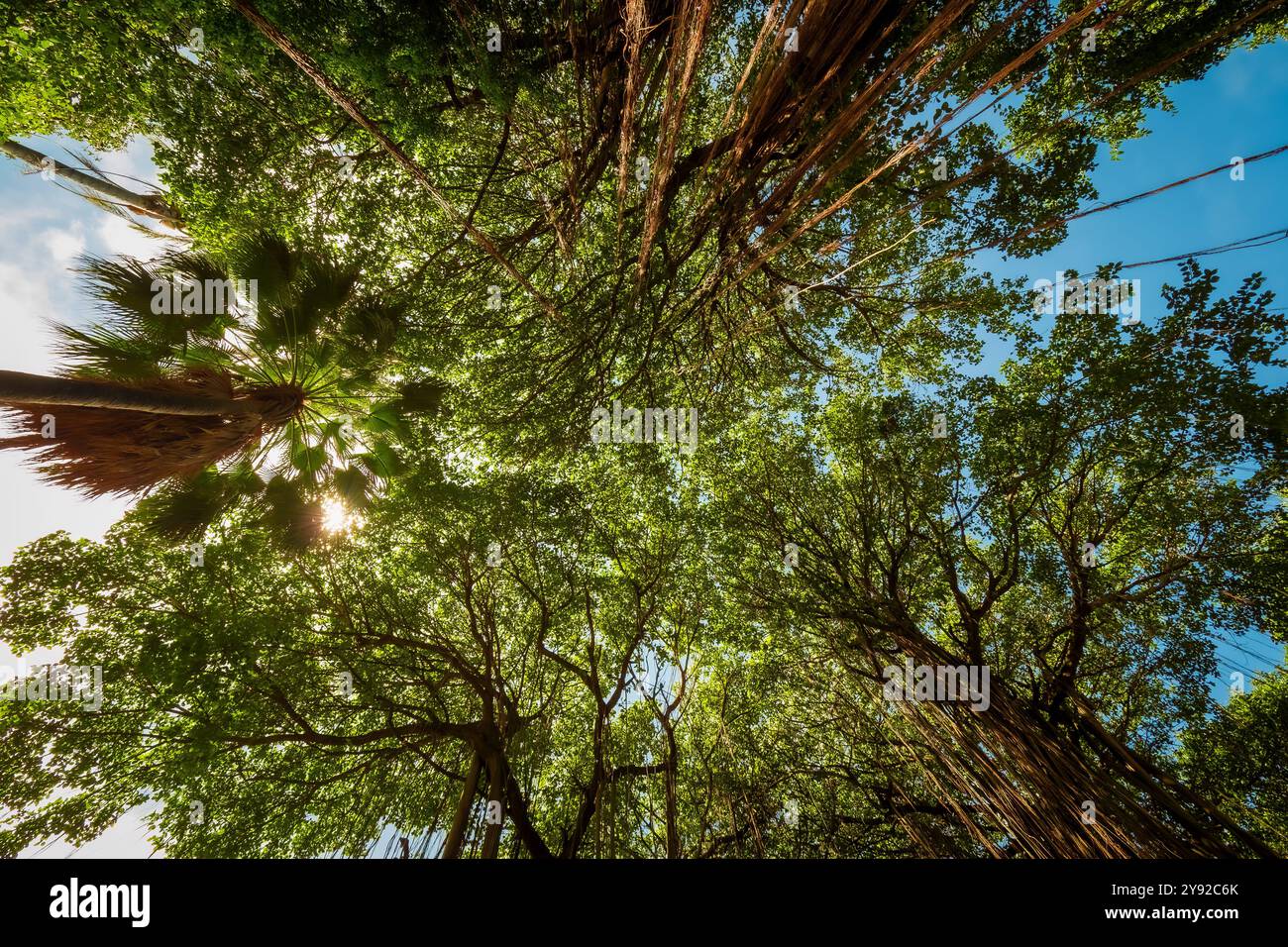 Aerial view mauritius low angle hi-res stock photography and images - Alamy