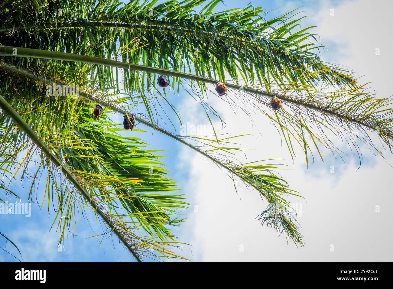 Amazing view of Mauritian Flying Fox hanging in a palm tree in a park ...
