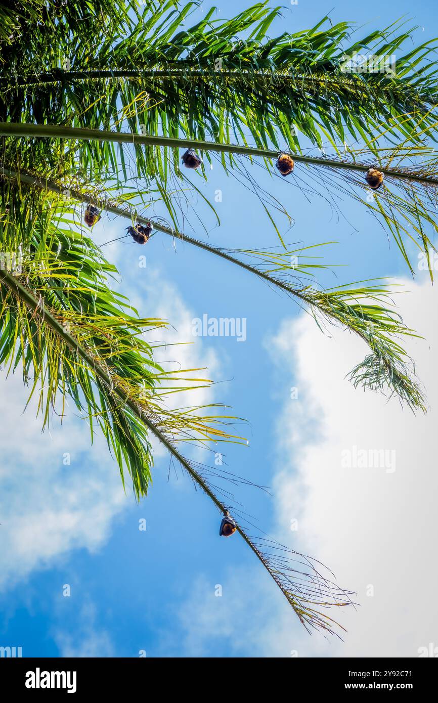 Amazing view of Mauritian Flying Fox hanging in a palm tree in a park ...