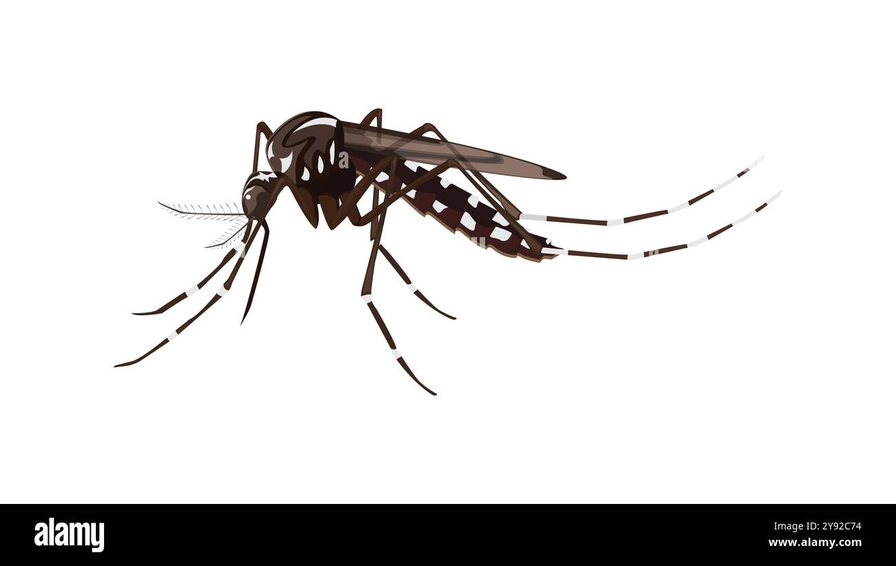 "Realistic Mosquito Vector – Detailed Insect Illustration for Medical ...