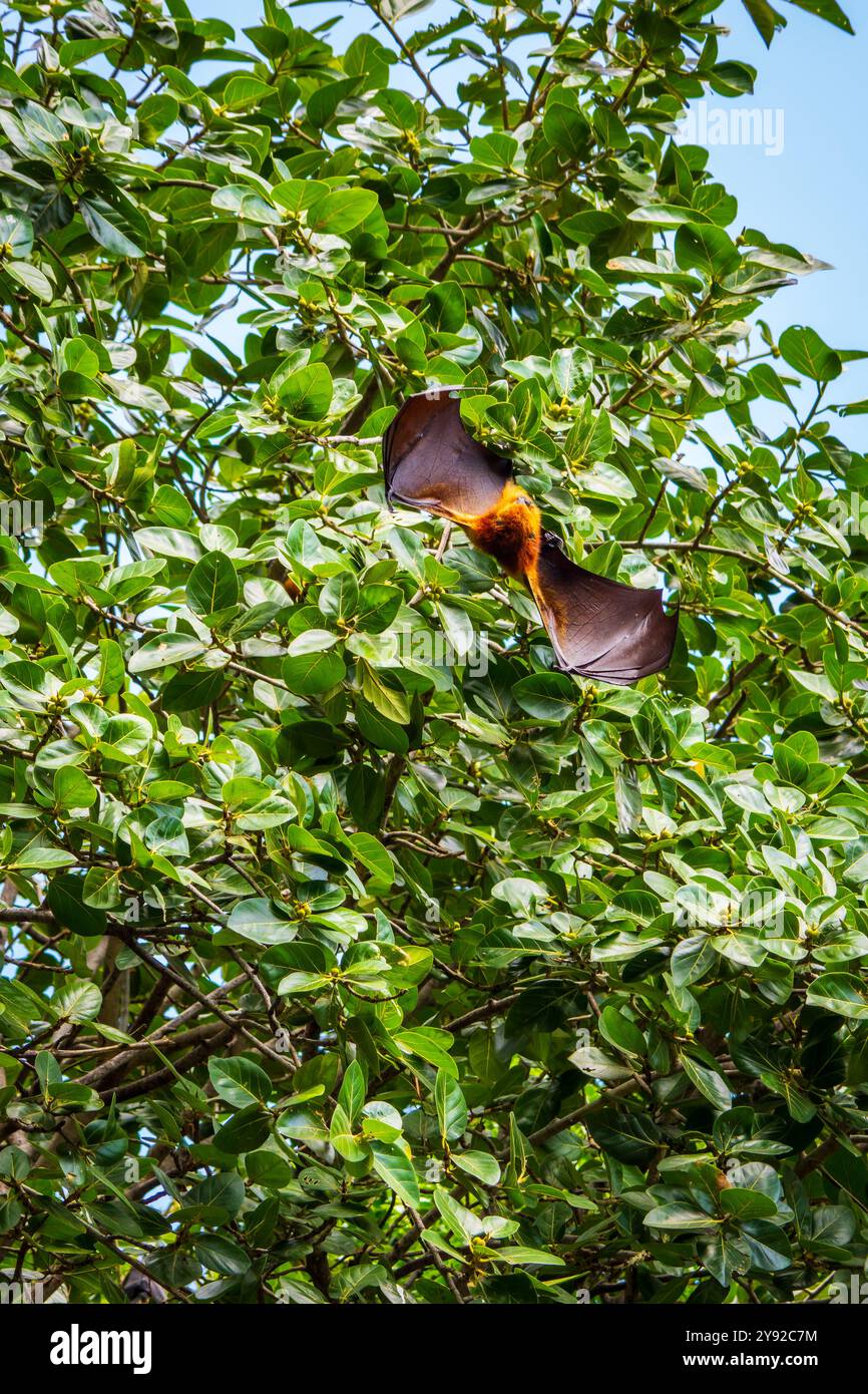 Amazing view of Mauritian Flying Fox hanging in trees in a park in ...