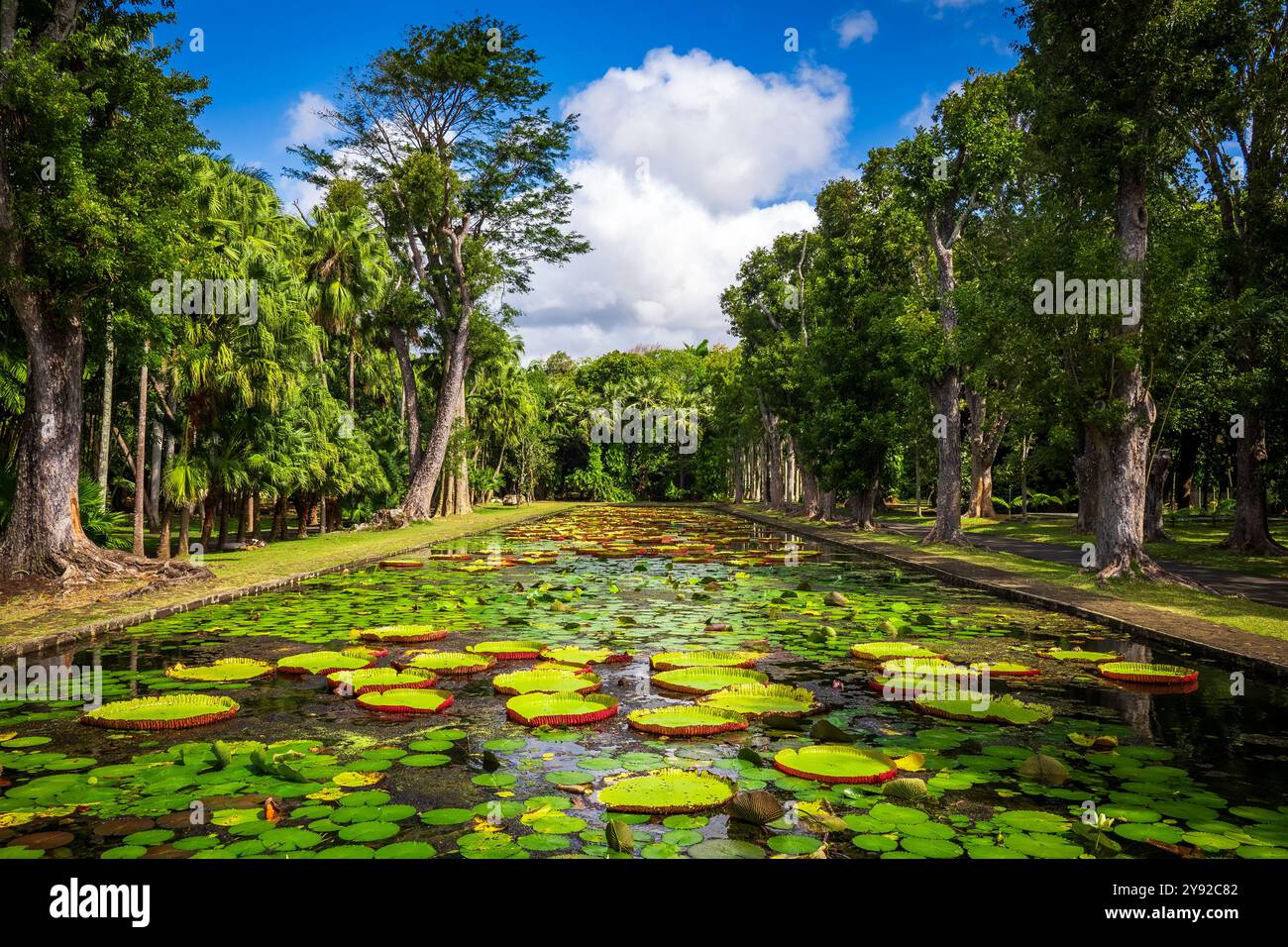 Idyllic view of tropical giant water lilies (Victoria amazonica) at a ...