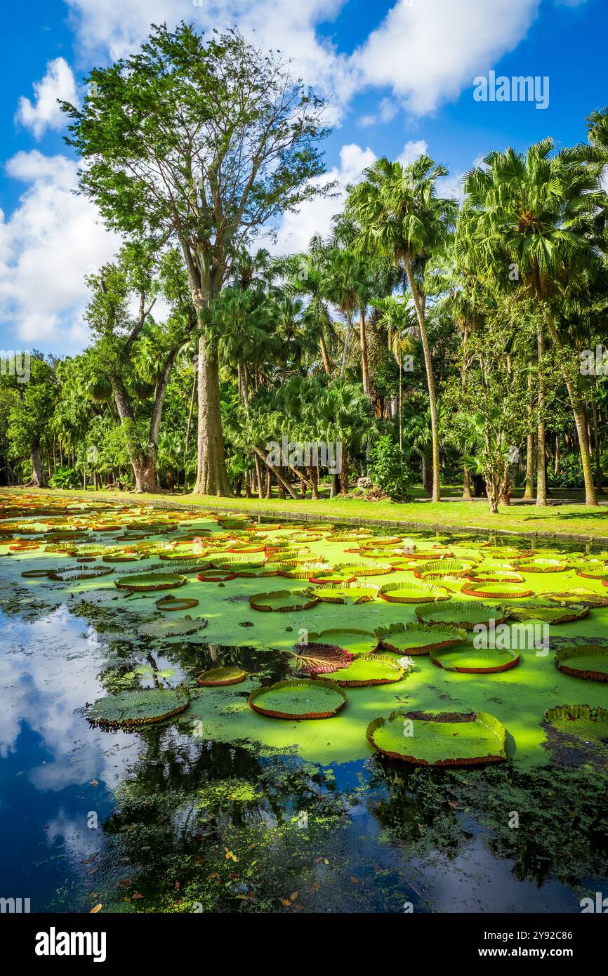 Idyllic view of tropical giant water lilies (Victoria amazonica) at a ...