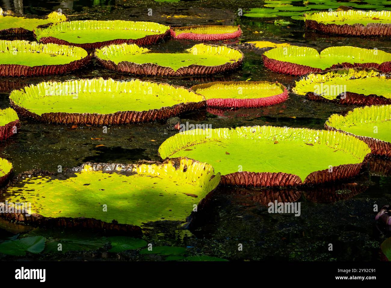 Leaves giant big water lily hi-res stock photography and images - Alamy