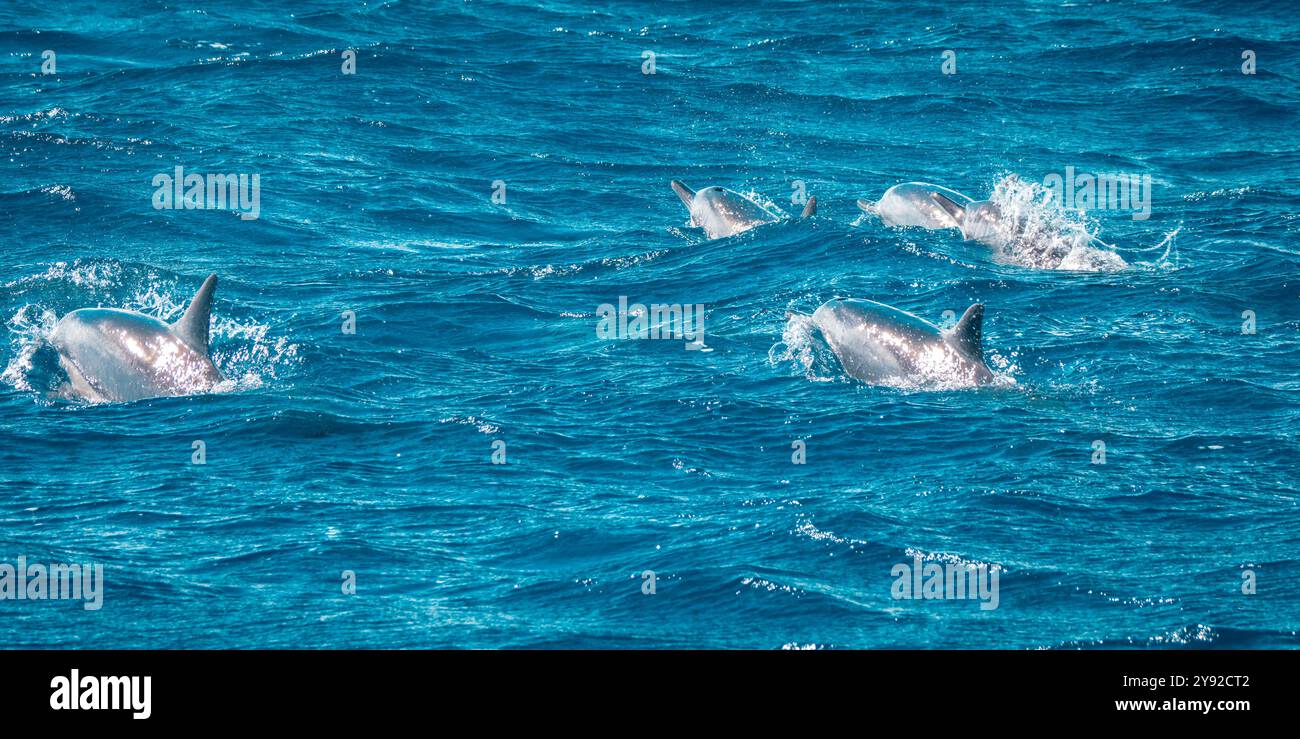 Beautiful view of several spinner dolphins (Stenella longirostris ...