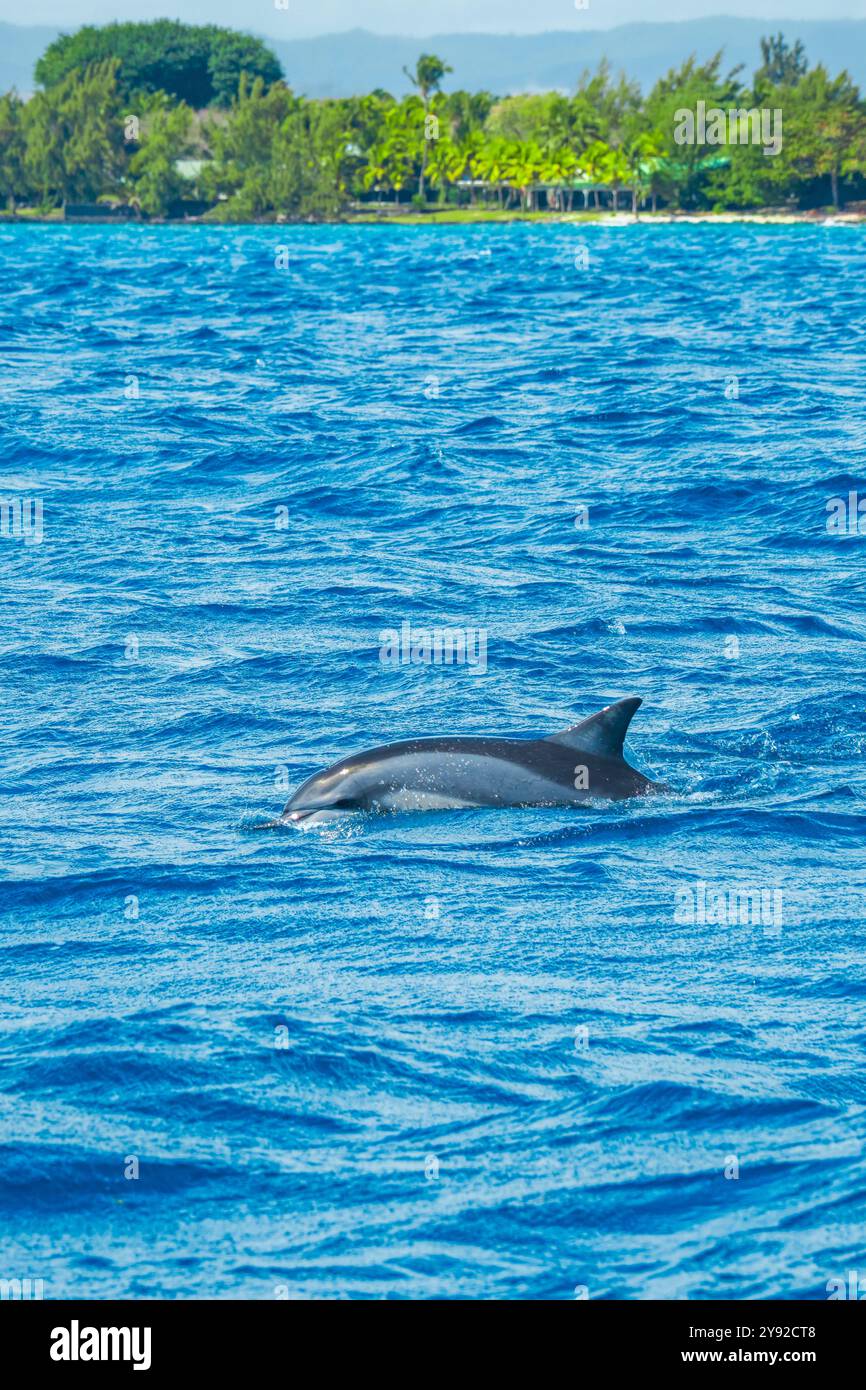 Beautiful view of one spinner dolphin (Stenella longirostris) breaking ...