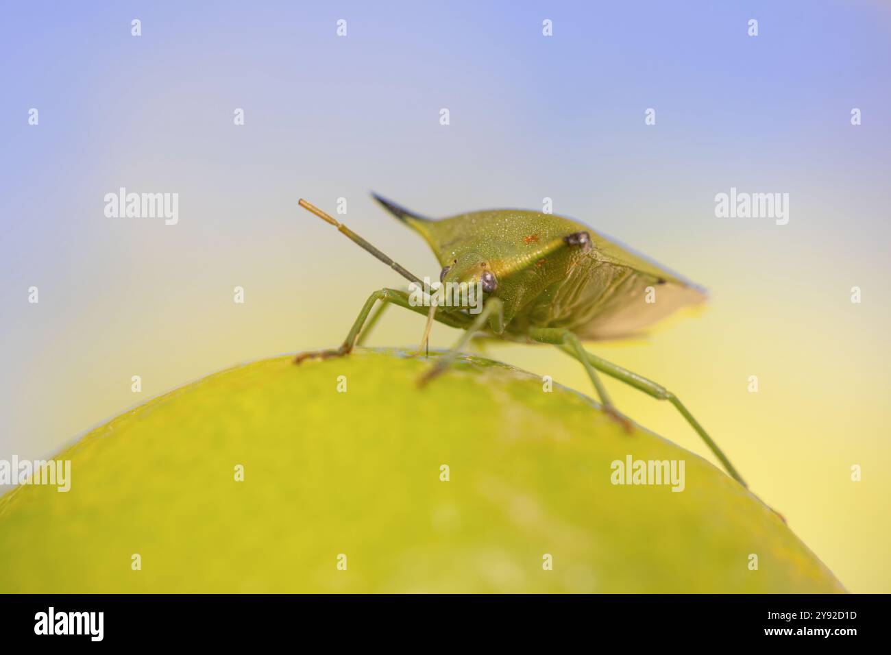 Insect pest lemon citrus hi-res stock photography and images - Alamy