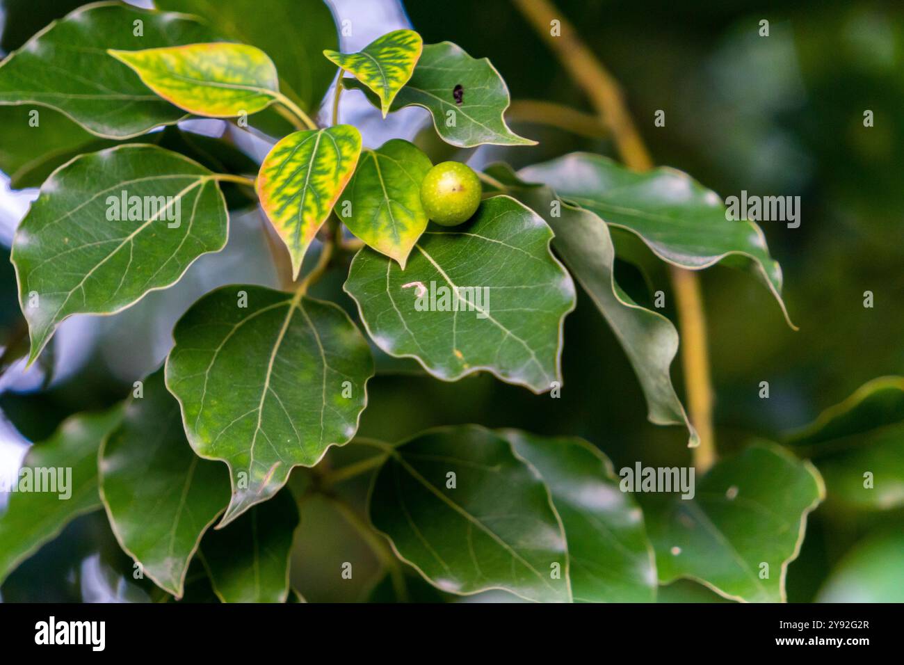 Cinnamomum camphora leaves with mature seeds and fruit, captured in ...