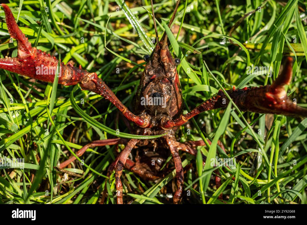 Aggressive display by Red swamp cray-fish (Procambarus clarkia), La ...