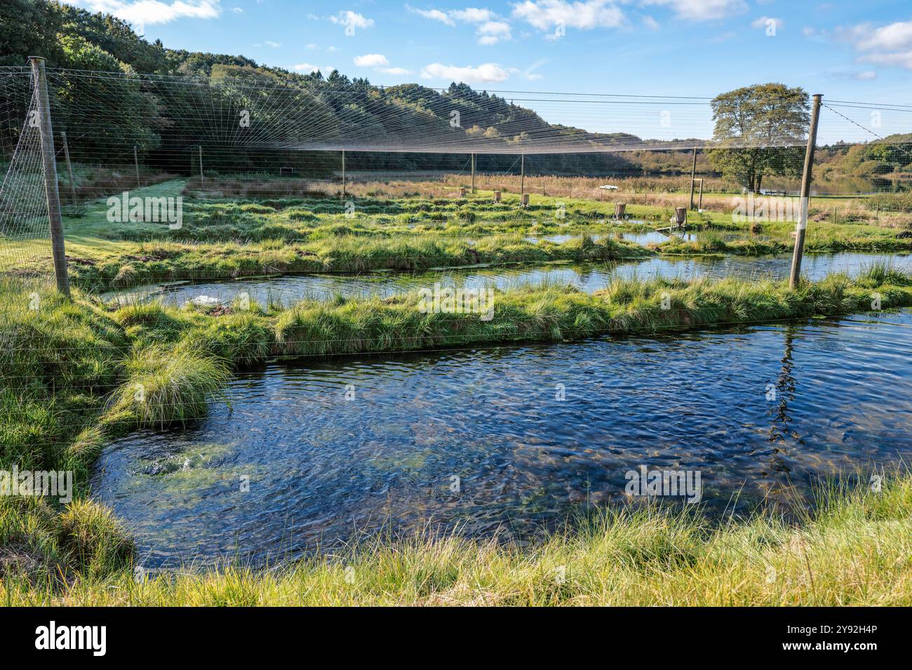 Small pond farming industry close to Lake Rorbaek in Jutland in Denmark ...