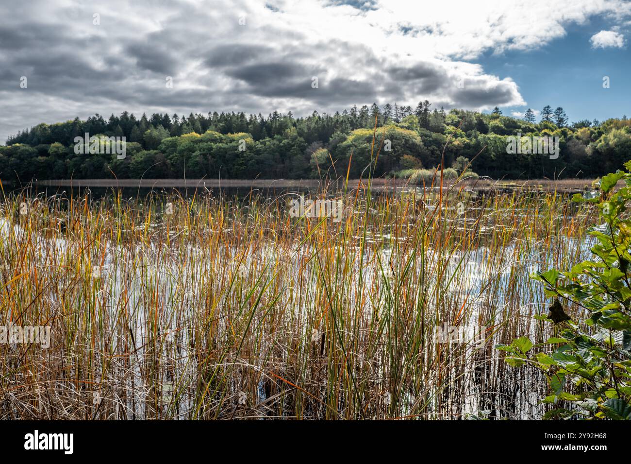 Small Danish lake Rorbaek with green sourroundings, Denmark Stock Photo ...