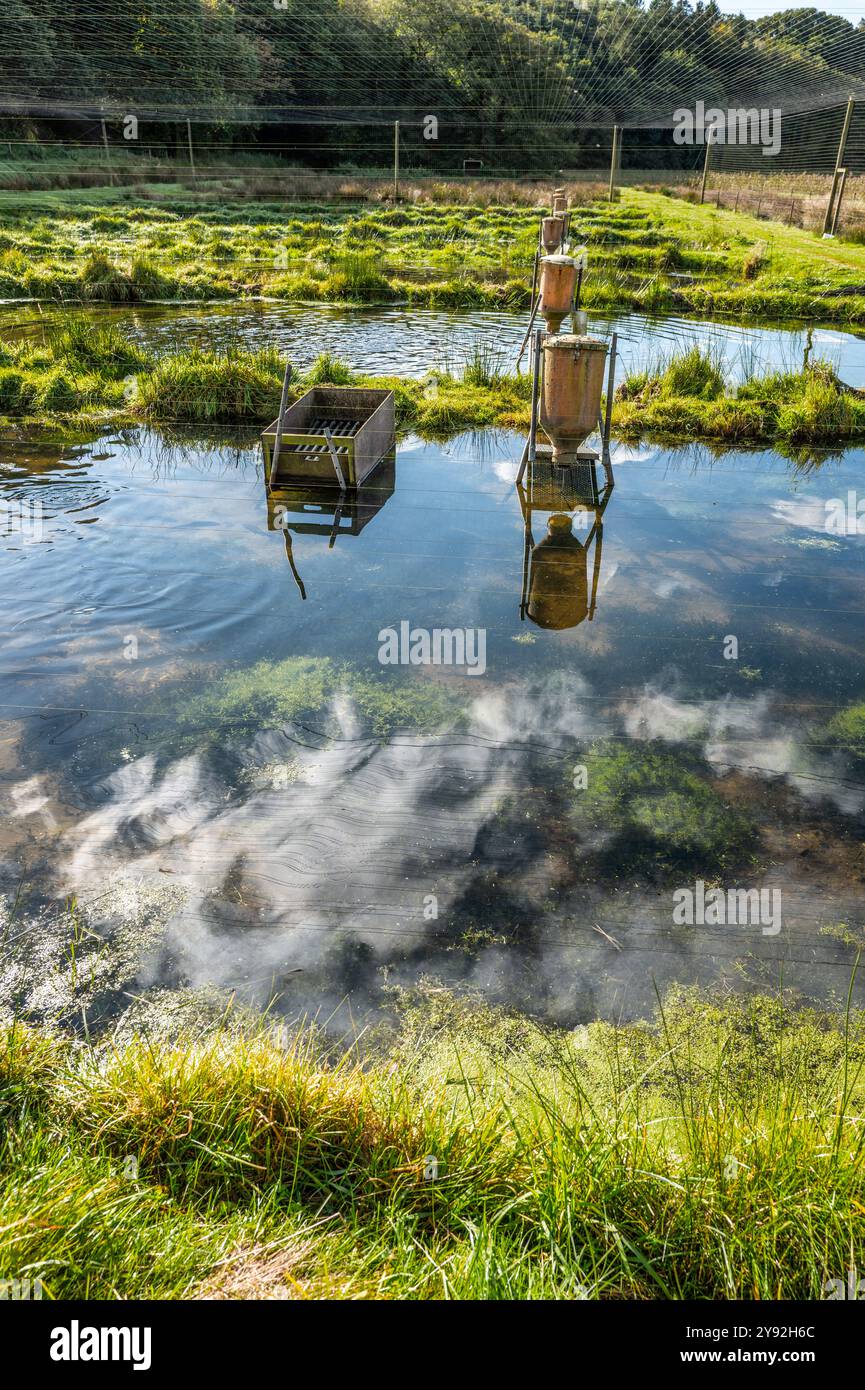 Commercial fish pond hi-res stock photography and images - Alamy