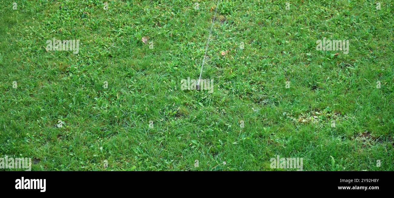Sprinkler spraying fresh wet water on lush green yard lawn grass Stock ...