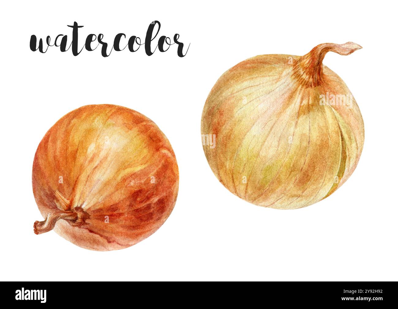 Hand-Painted Watercolor Red Onion Botanical Illustration Stock Photo ...