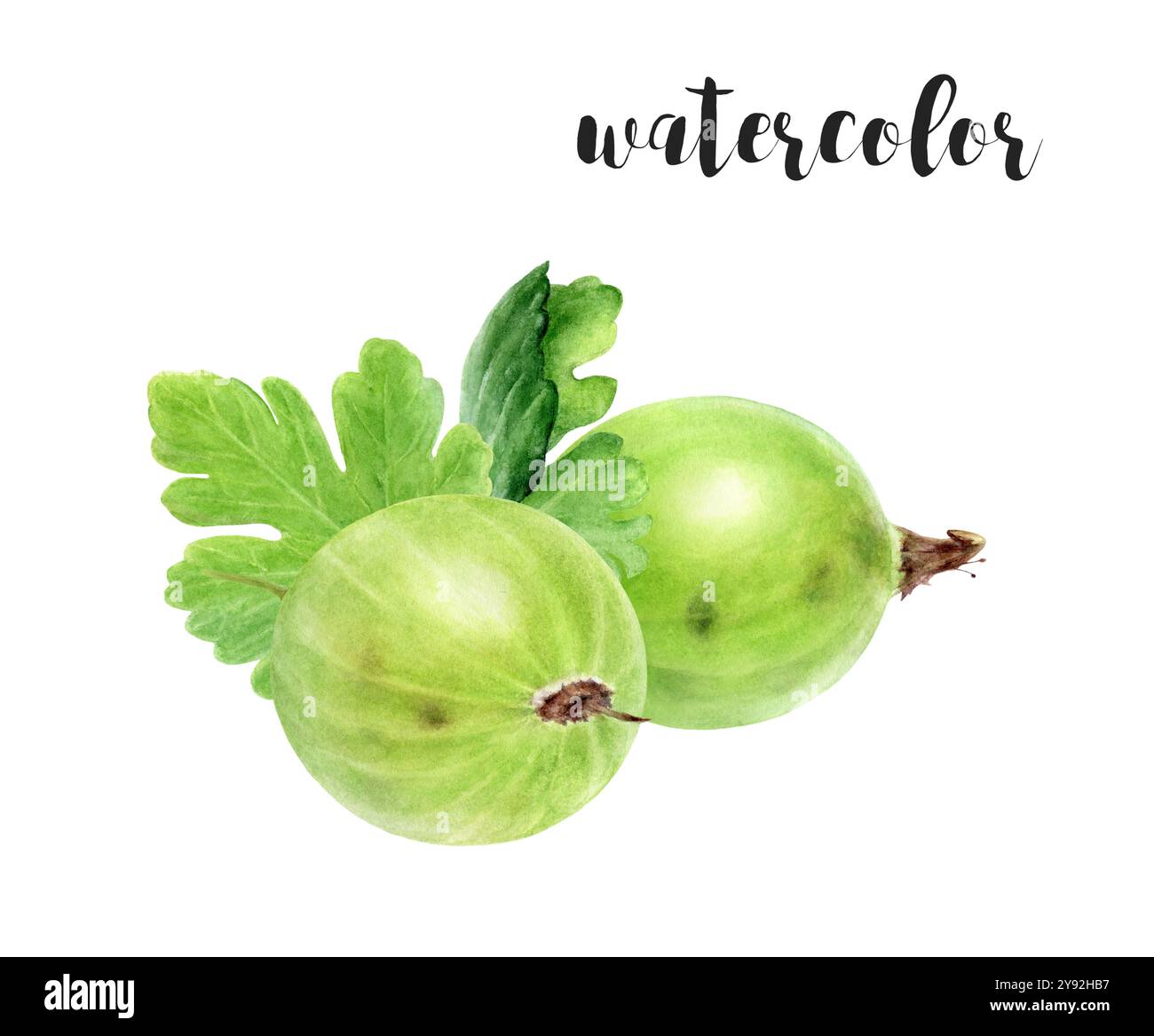 Hand-Painted Watercolor Gooseberries Botanical Illustration Stock Photo ...