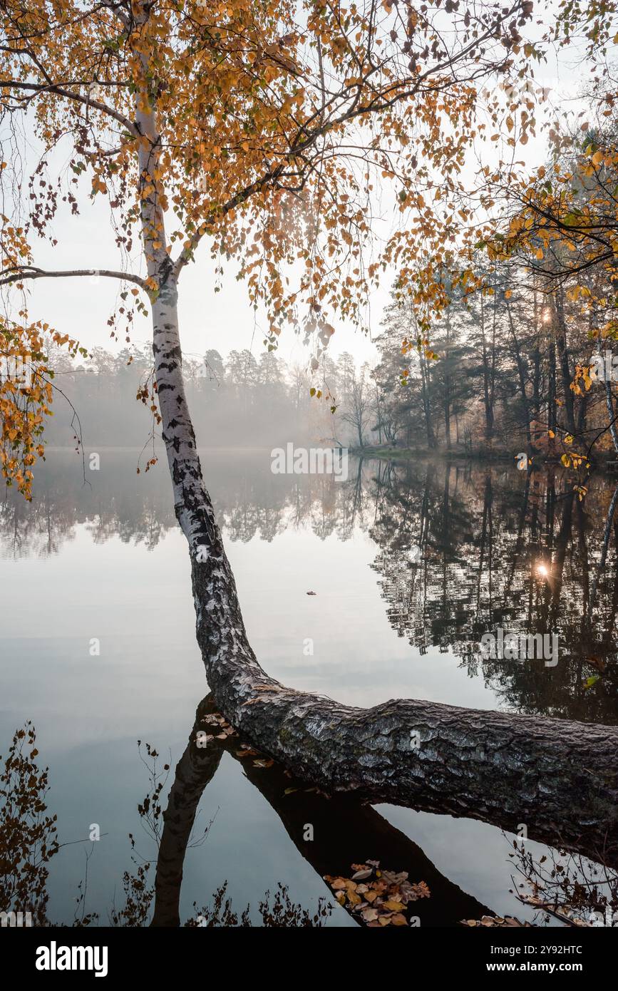 River birch tree hi-res stock photography and images - Alamy