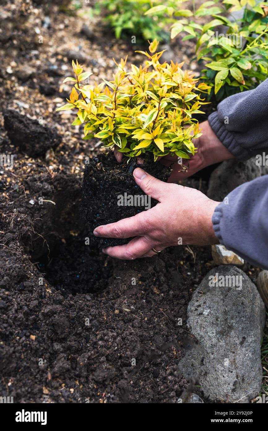 gardener's hands planting hedge nandina plant in the ground outdoor in ...