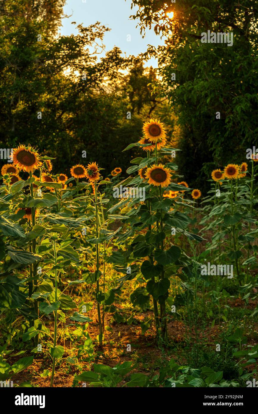 Sunflower (Helianthus annuus) or French Tournesol fields in the south ...