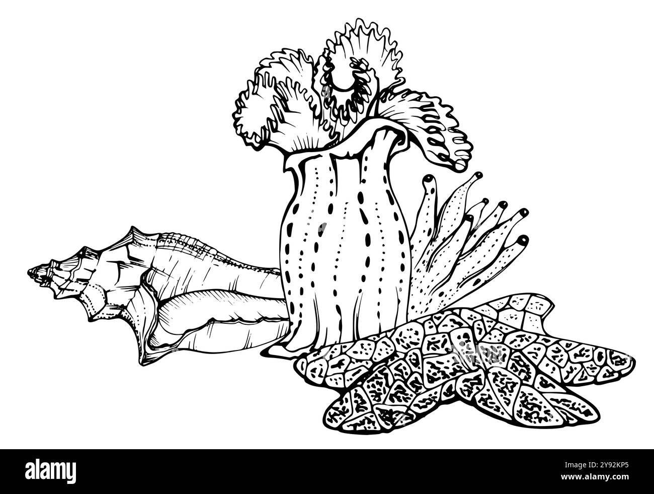 Marine life, sea ocean underwater creatures fish, shells algae seaweed ...