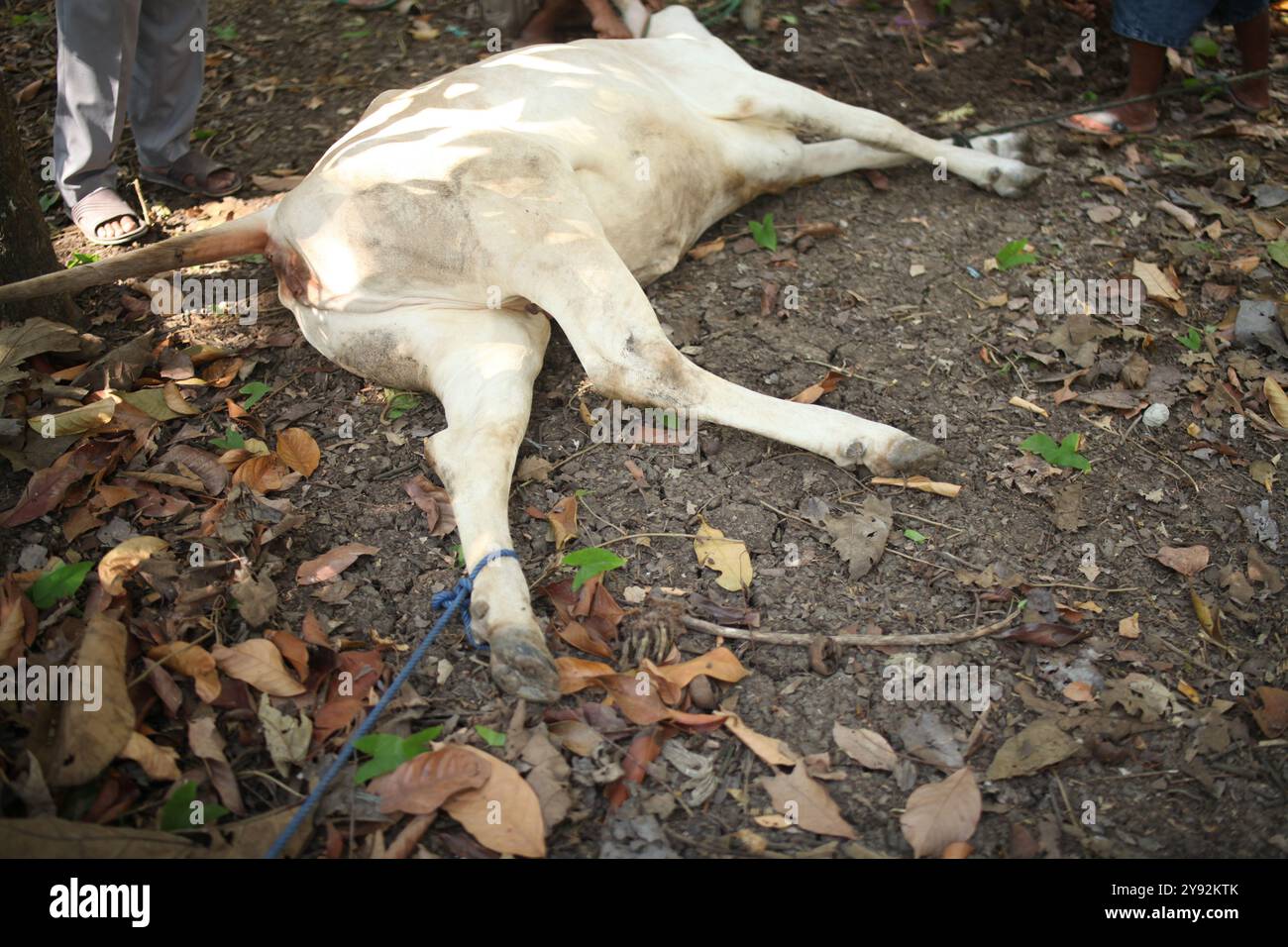 cows lie with their feet bound to mine Stock Photo - Alamy
