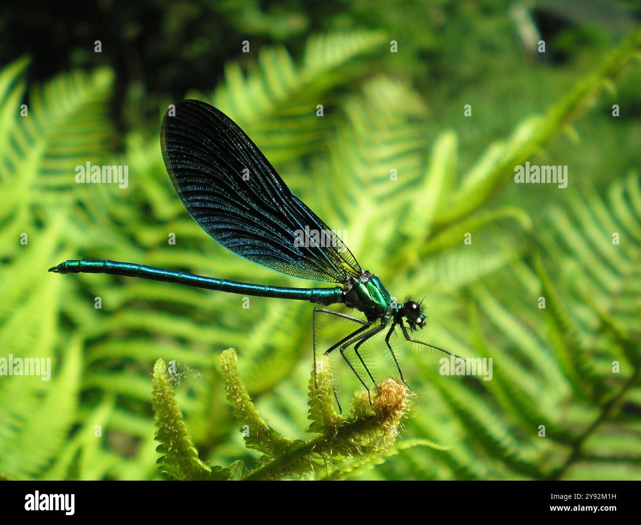 Damselfly and ferns. The beautiful demoiselle (Calopteryx virgo) is a ...