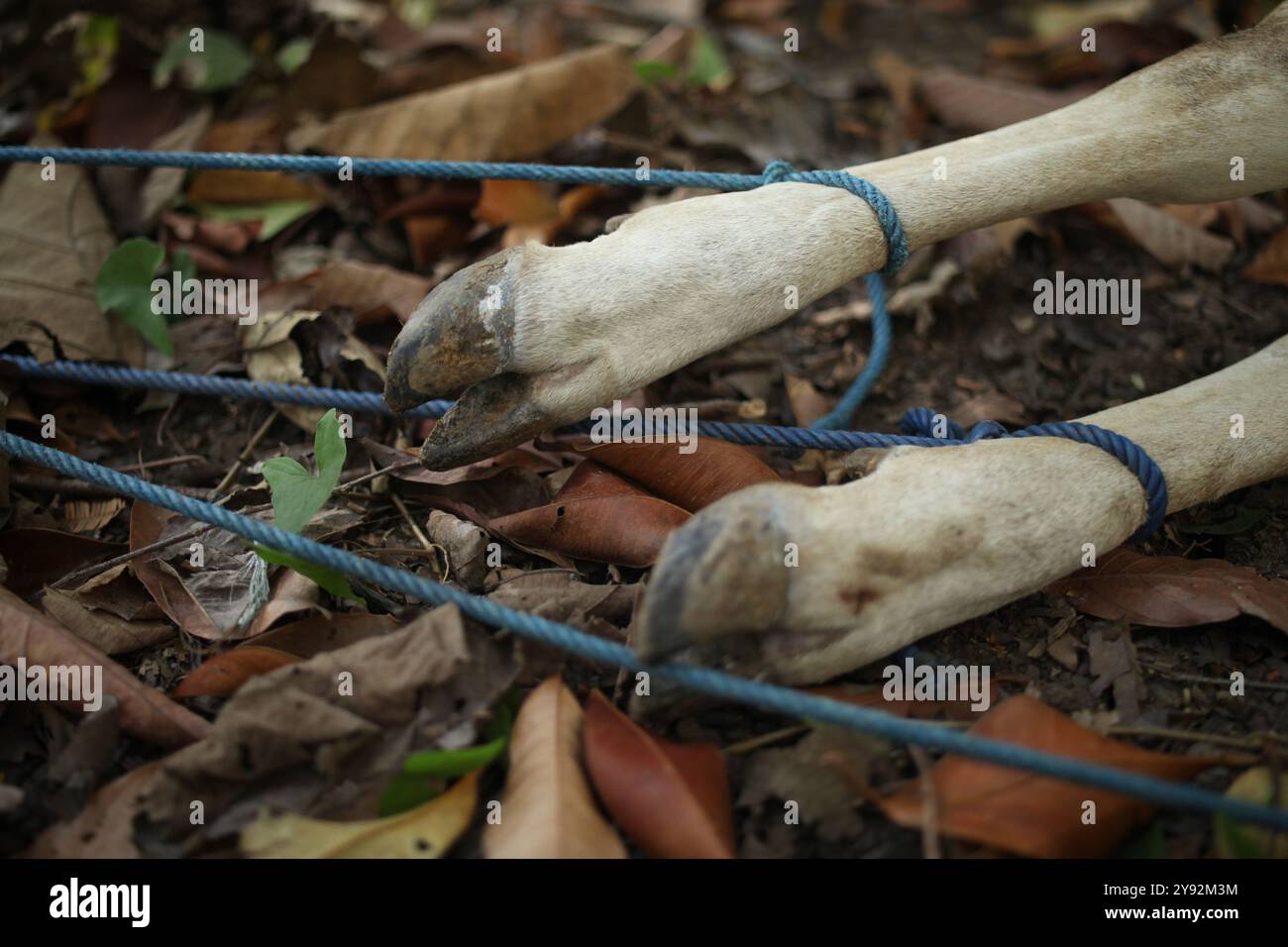 two legs of cattle bound by rope Stock Photo - Alamy