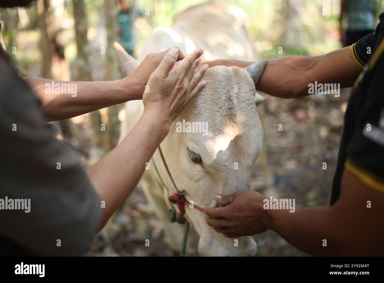 two men holding a cow's head Stock Photo - Alamy