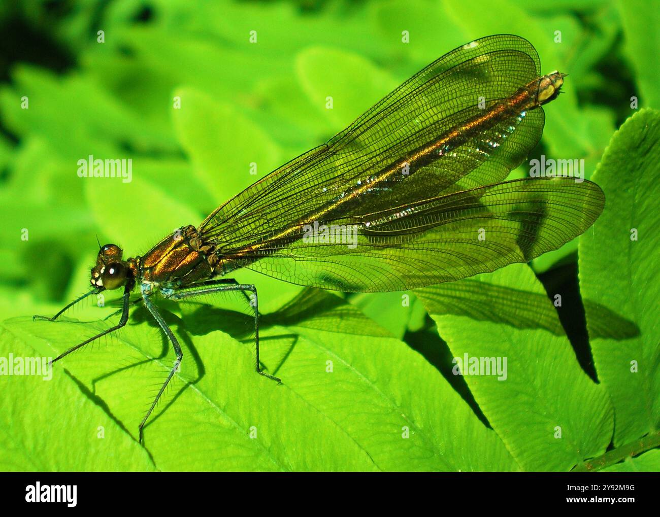 Damselfly and ferns. The beautiful demoiselle (Calopteryx virgo) is a ...