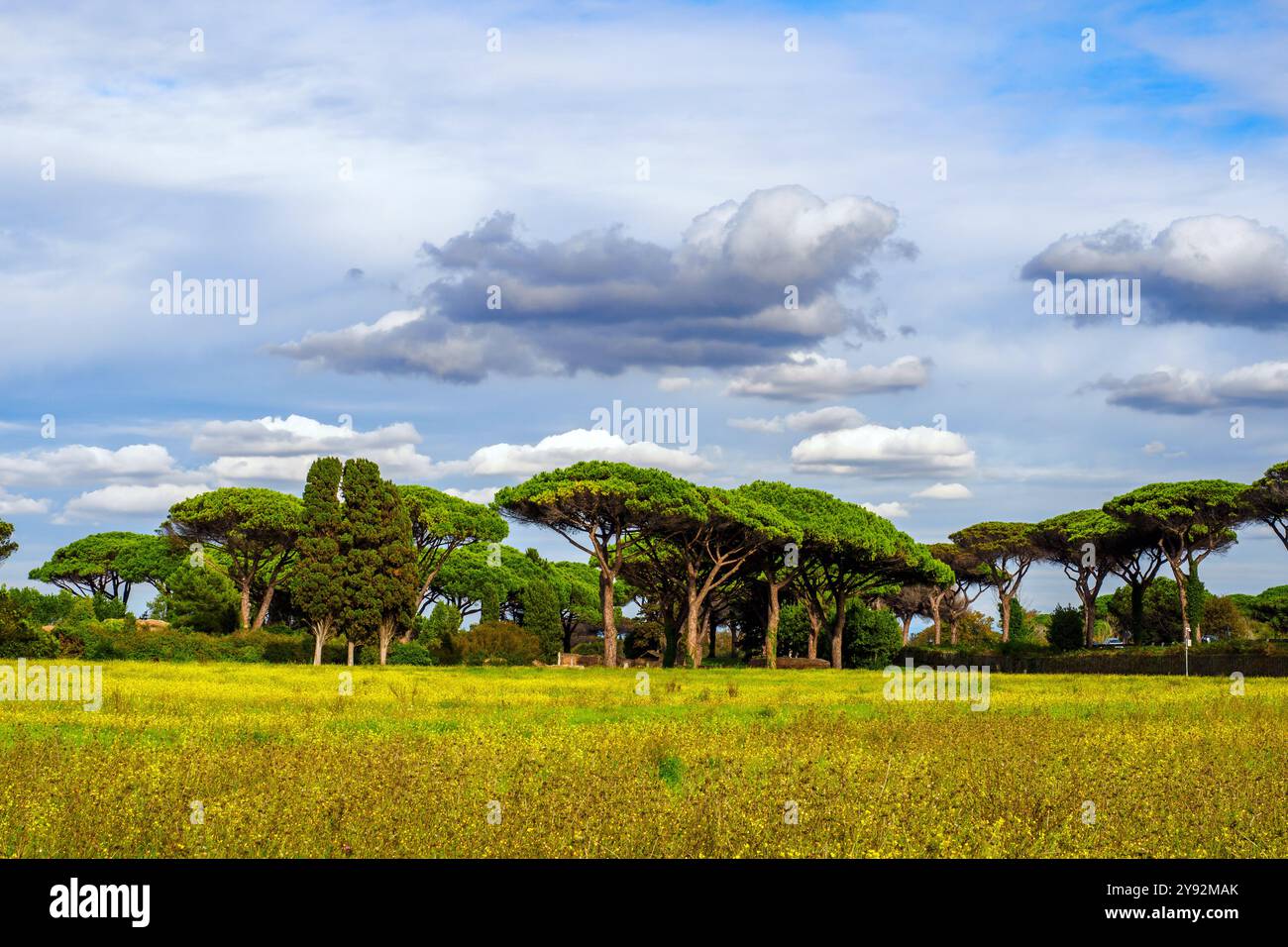 Mediterranean vegetation in the Archeological Park of Ostia Antica ...
