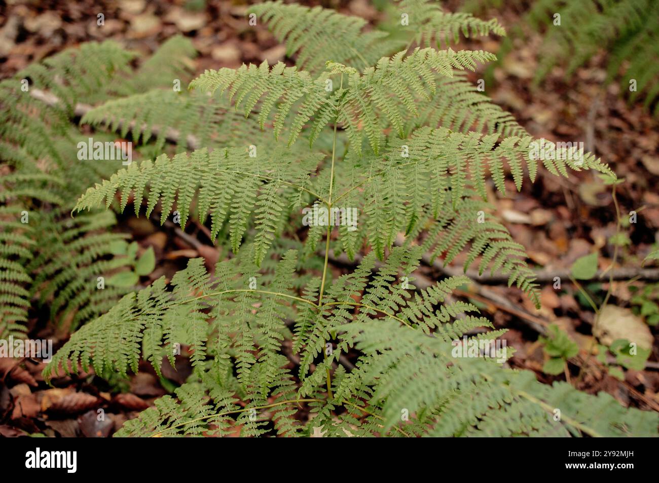 Autumn scenes in the plain and Maritime Alps in the province of Cuneo ...