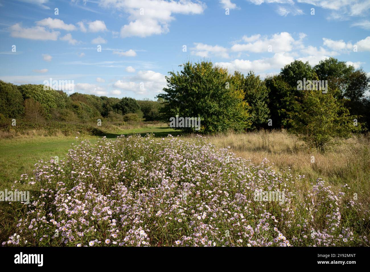 Michaelmas Daisies at Wyken Croft Nature Park, Coventry, West Midlands ...
