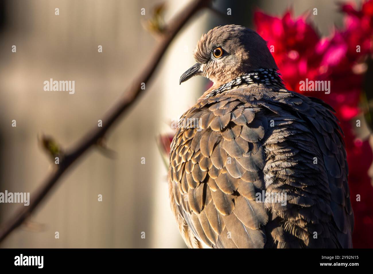 Portrait of a Spotted Dove Stock Photo - Alamy