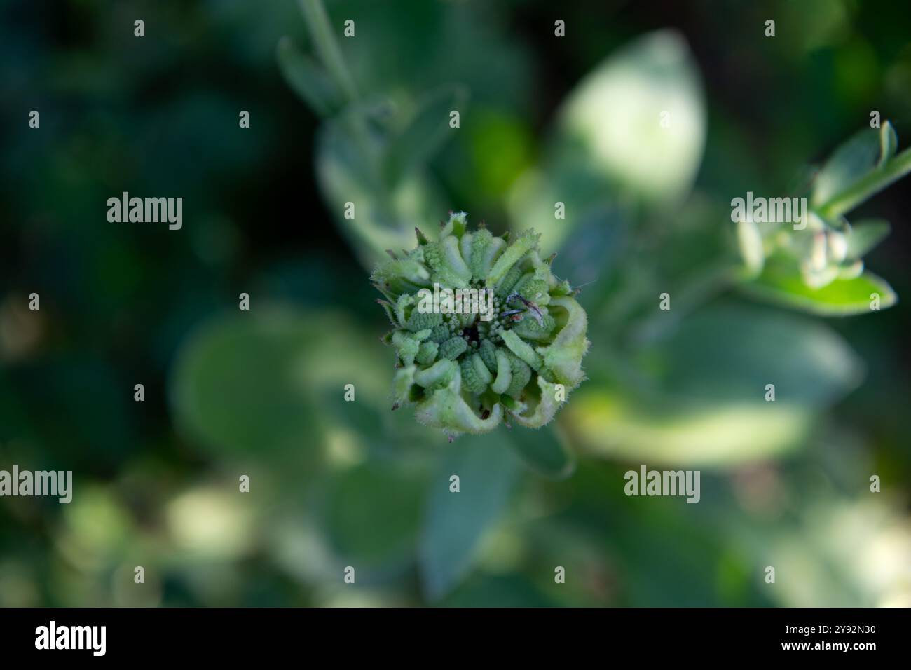 Calendula officinalis, pot marigold, common marigold, ruddles, Mary's ...