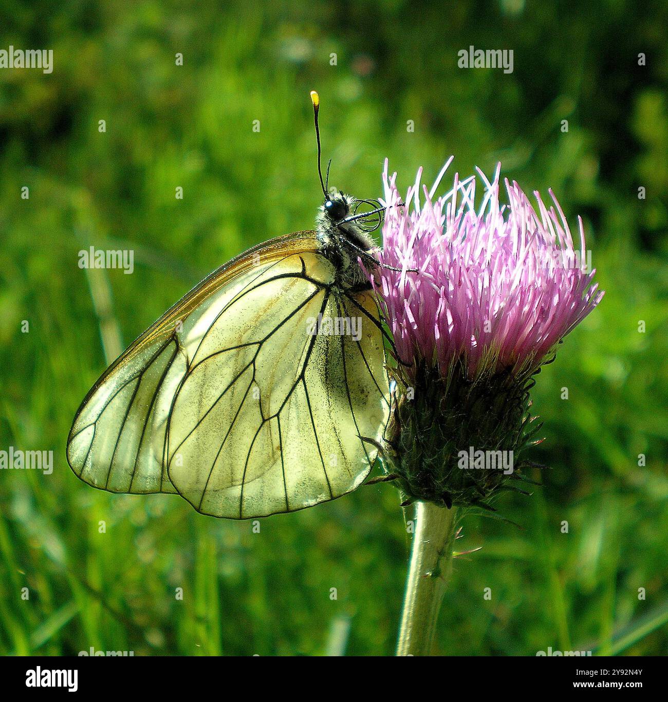Cirsium heterophyllum plumed thistle hi-res stock photography and images - Alamy