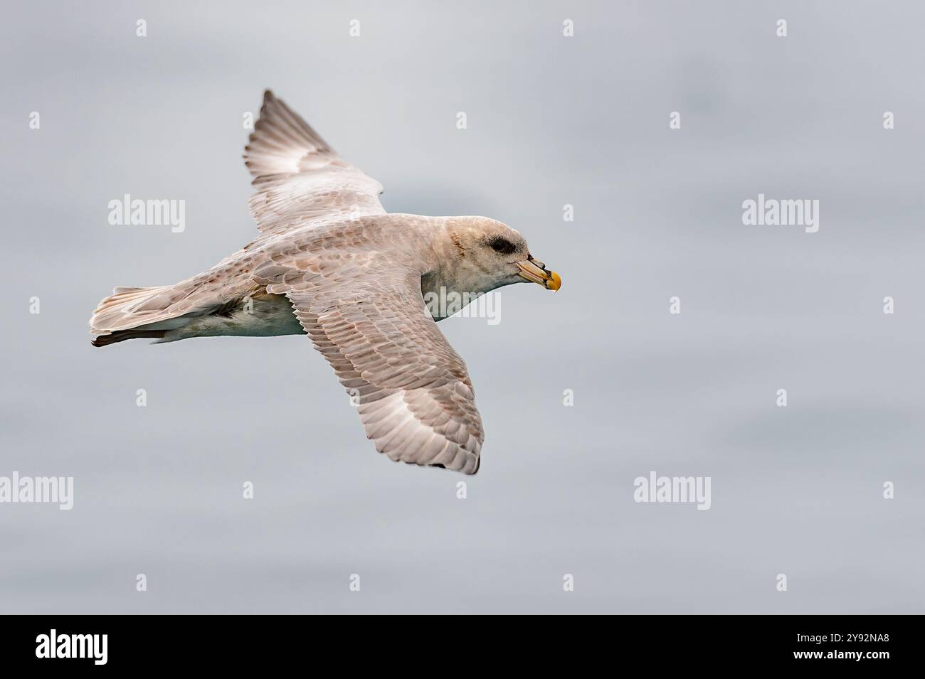 Northern Fulmar (Fulmarus glacialis, dark morph) at 81 degrees north ...
