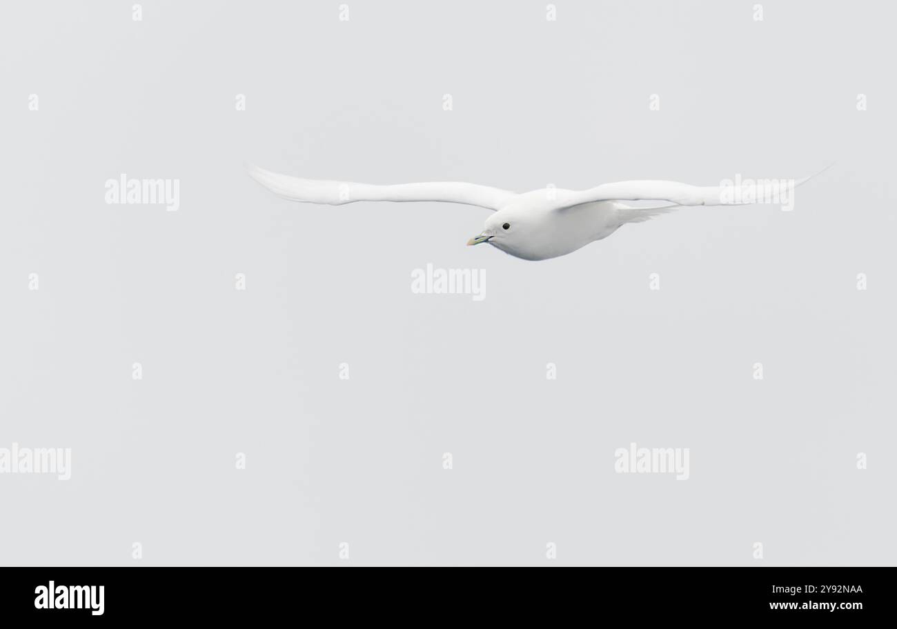 Ivory Gull (Pagophila eburnea) from 81,5 degrees north off Spitsbergen ...