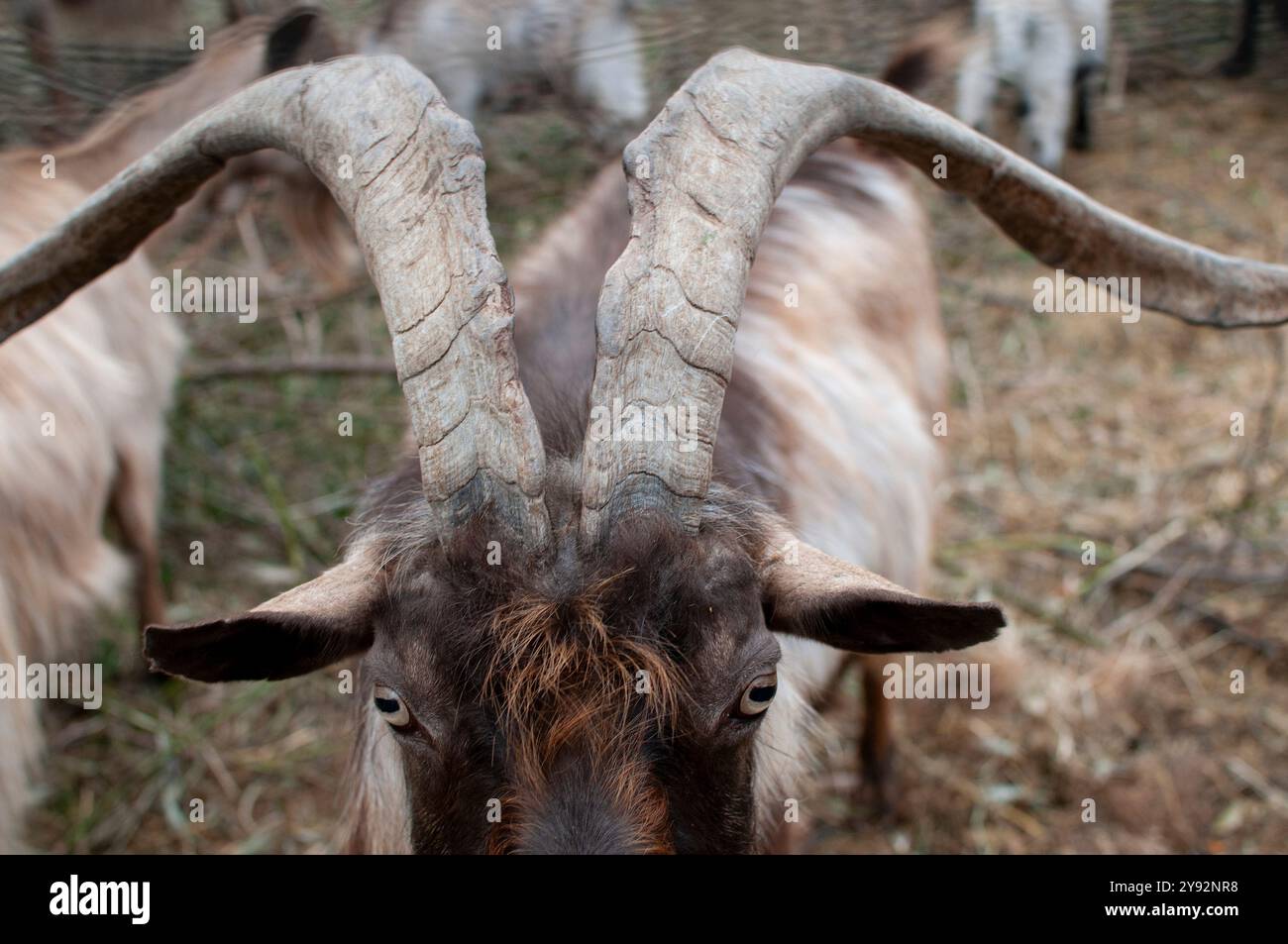 Horned male goat standing hi-res stock photography and images - Alamy