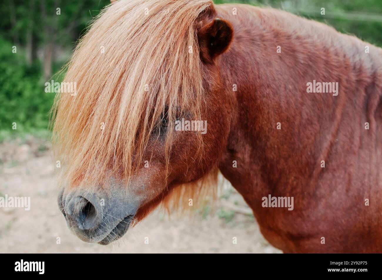 Close up of pony horse with a big red mane Stock Photo - Alamy