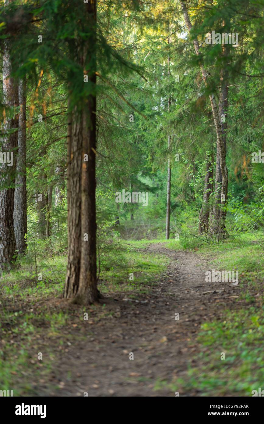 Forest, green and path to a mysterious place Stock Photo - Alamy