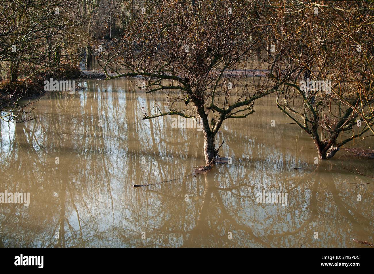 Flooded forest after a flood and the flooding of a river due to climate ...