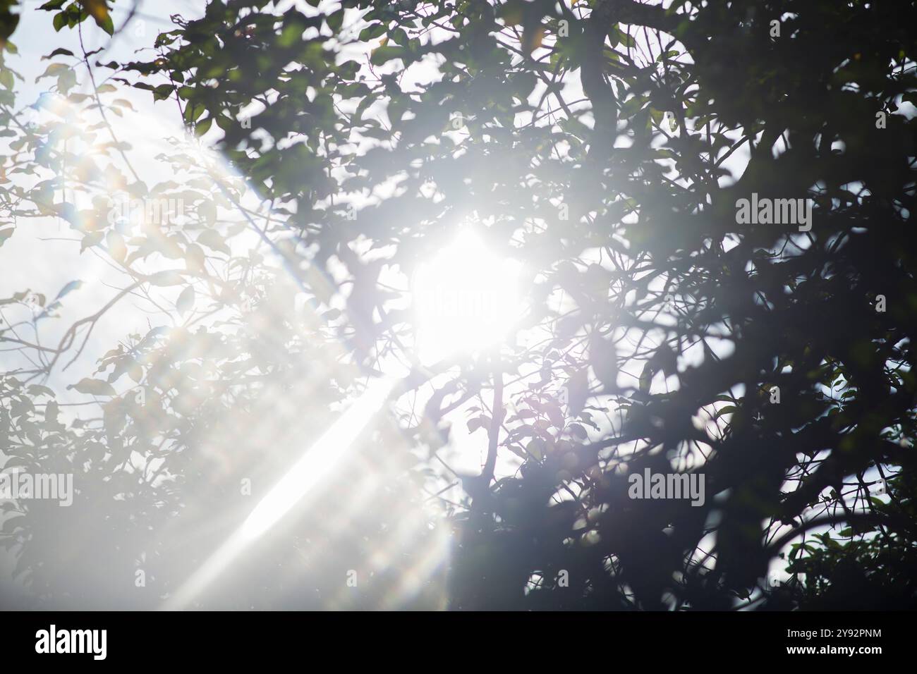 Sunlight from behind hi-res stock photography and images - Alamy