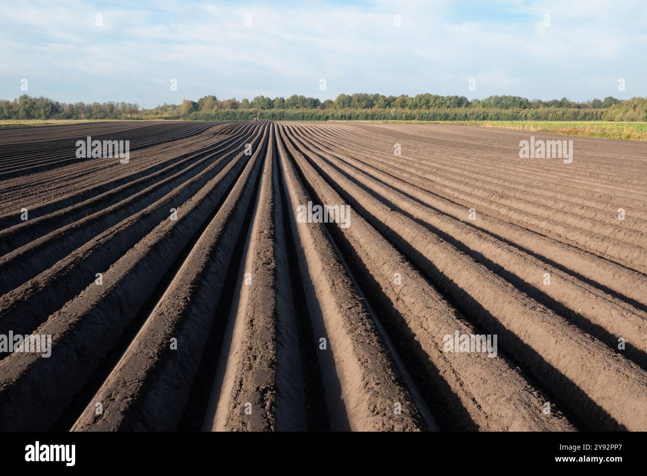 Ridges furrows in field prepared hi-res stock photography and images ...