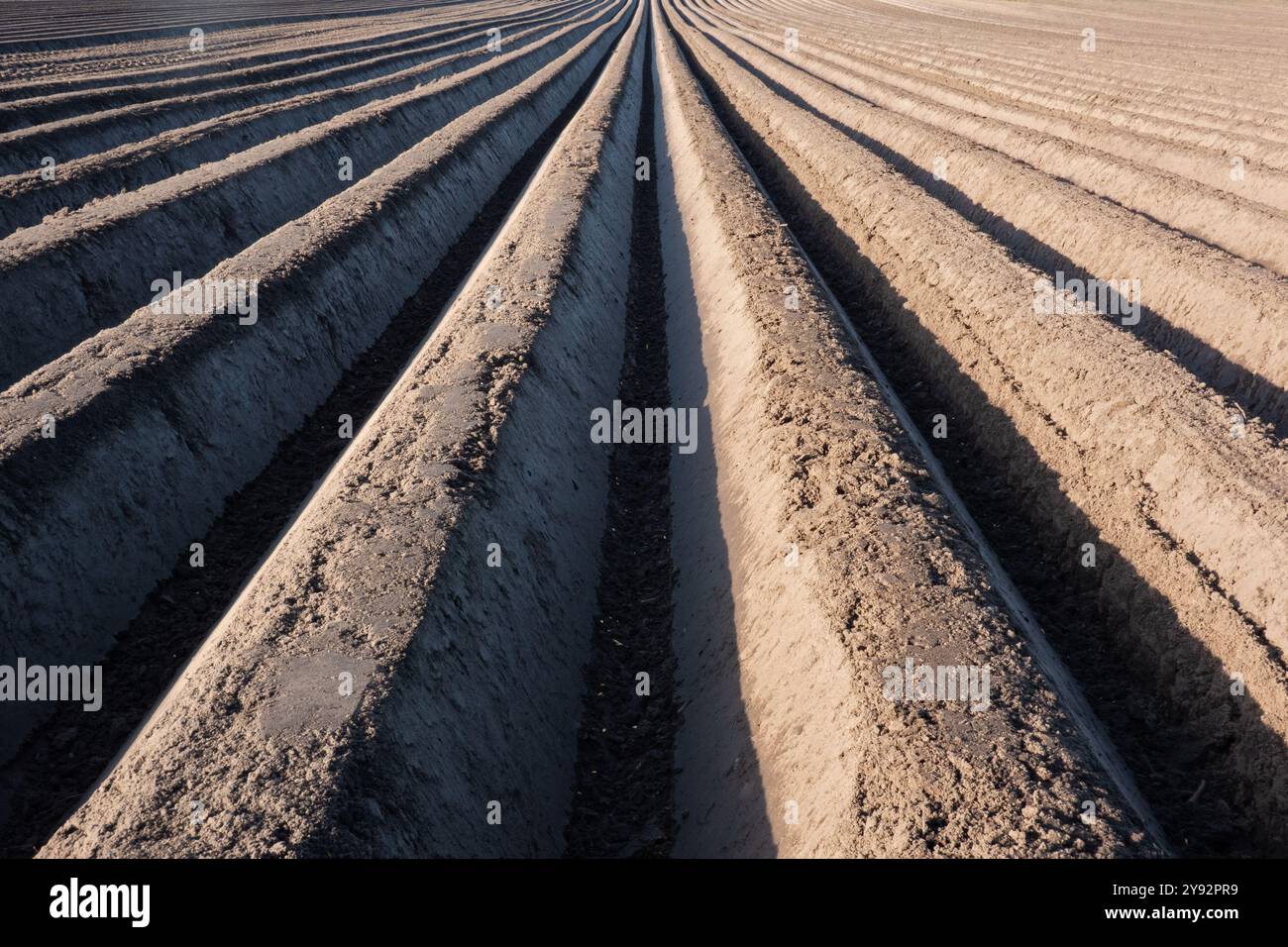 Land prepared for agricultural cultivation of Peonies, pattern of long ...