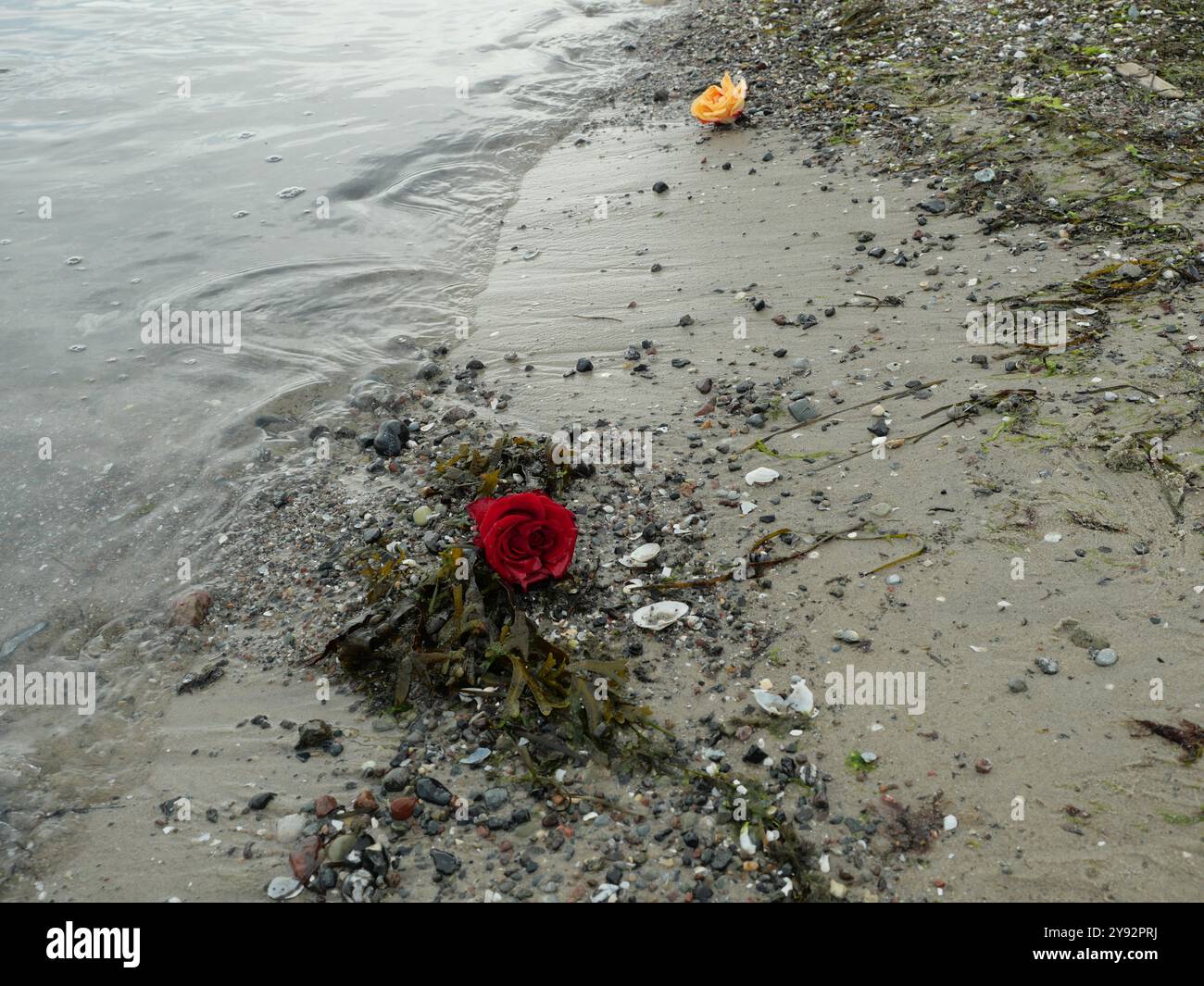 A single rose on the beach hints at a sea burial. Symbolizing ...
