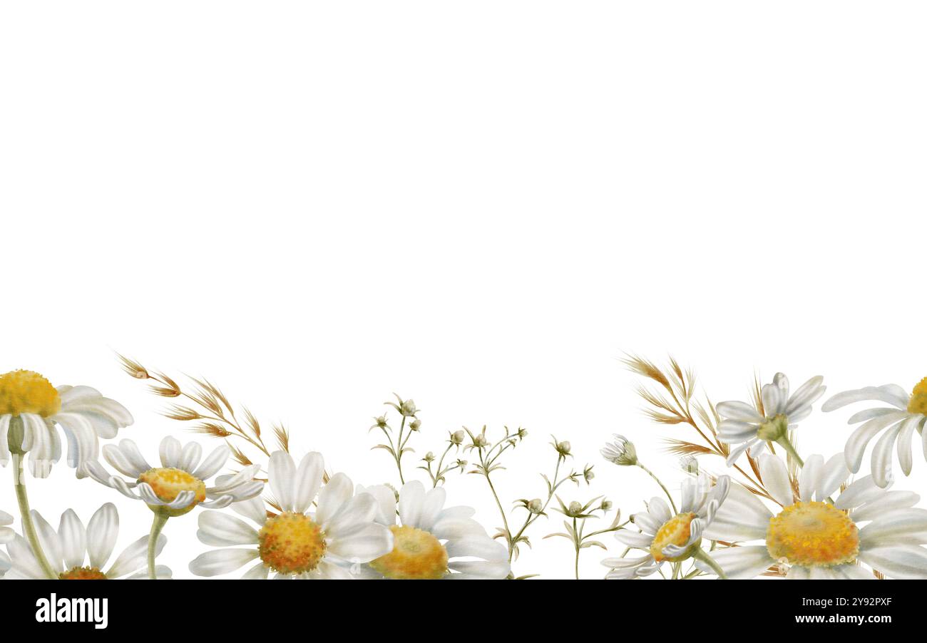 Seamless floral border of chamomiles,buds,stems,daisy petals,dried ...