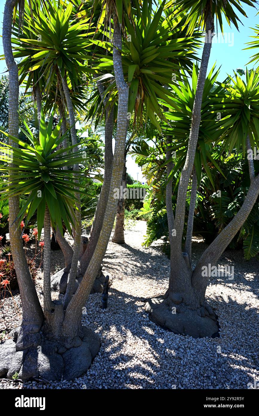 Yucca Elephantipes in the shade of a mediterranean garden Stock Photo ...