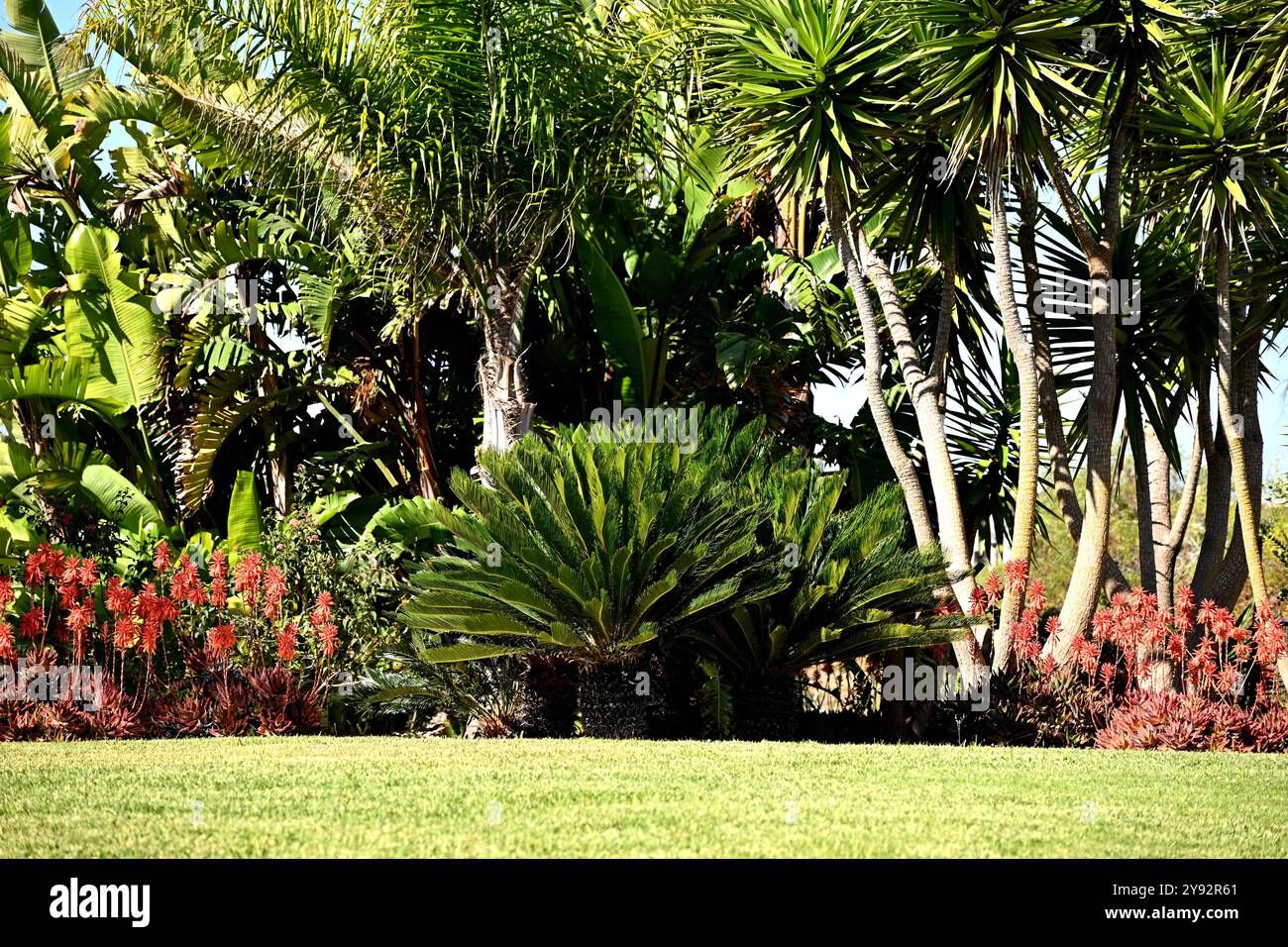 A mediterranean garden with a variety of palm trees, aloe plants and ...