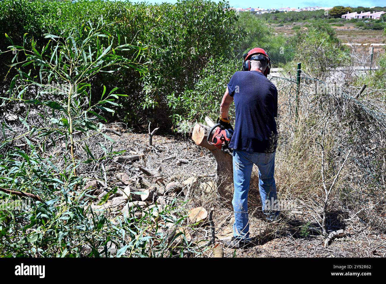 Man using a chain saw to remove a tree stump in his garden Stock Photo ...